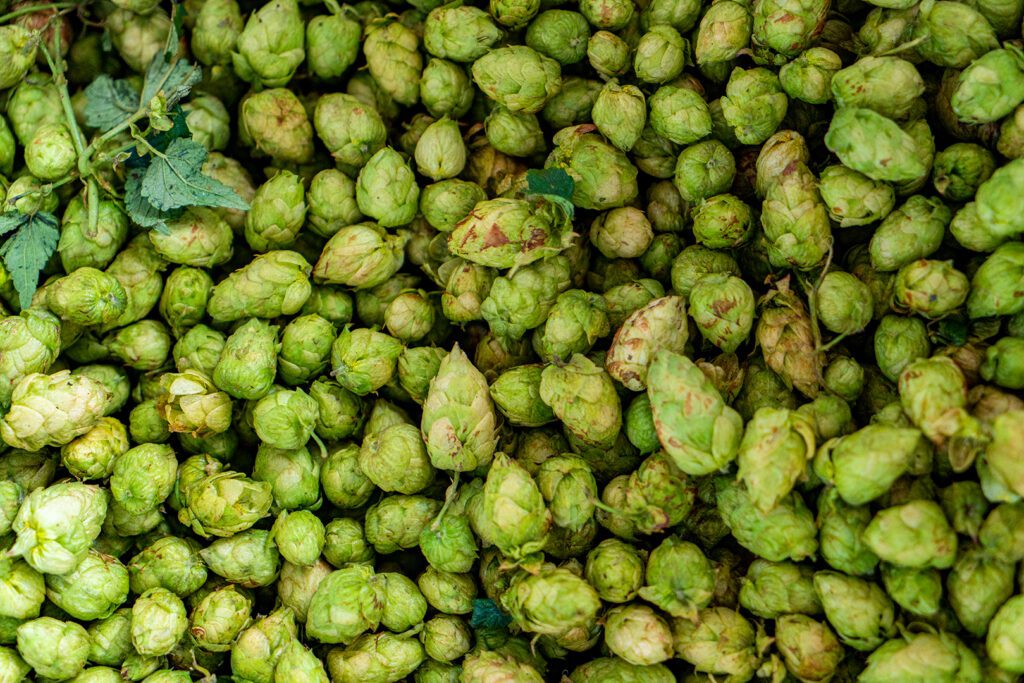 Beer 101: What's the difference between Dual vs Single Hop?